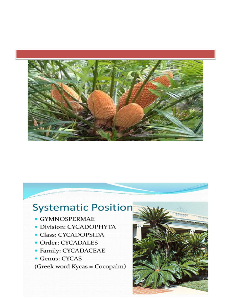 Cycas: Structure, Reproduction, and Uses | PDF | Leaf | Seed