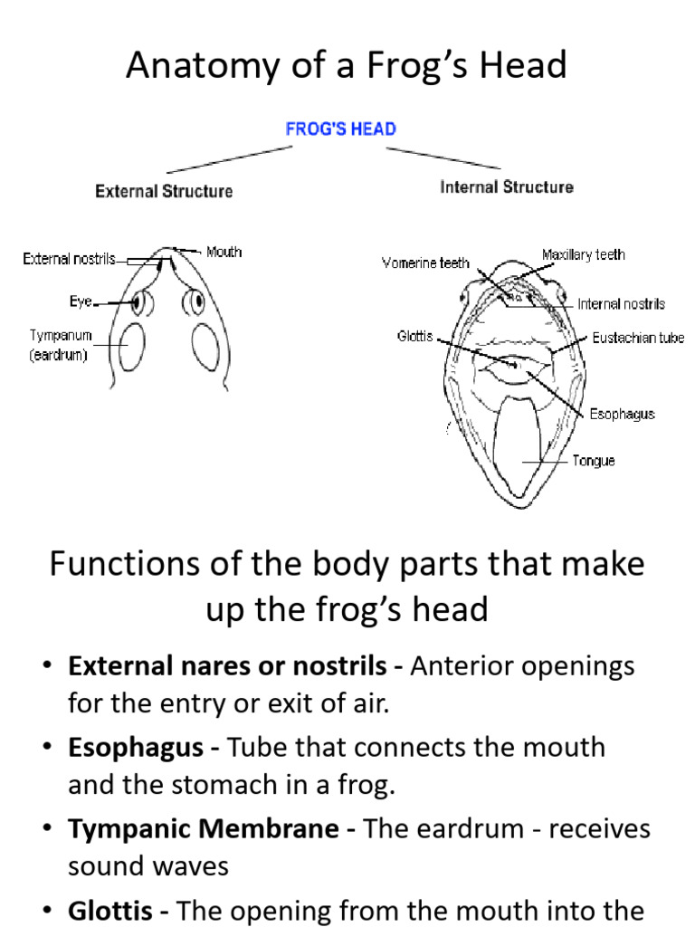 Frog Body Parts and Functions 2013 | PDF | Heart | Human Body