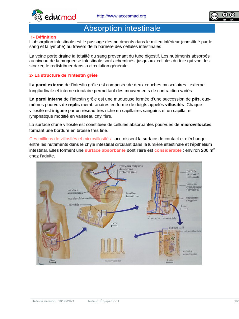 Absorption Intestinale | PDF