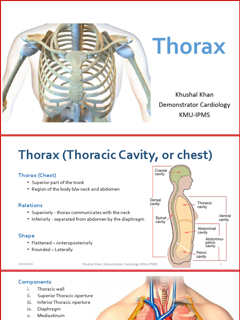Lecture 01 - Structure of Thoracic Wall | PDF
