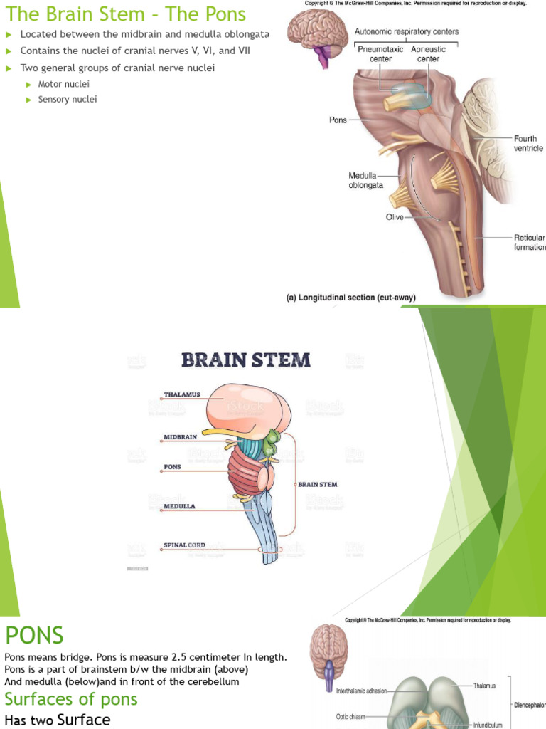 Anatomy of the Pons and Medulla | PDF | Brainstem | Science & Mathematics