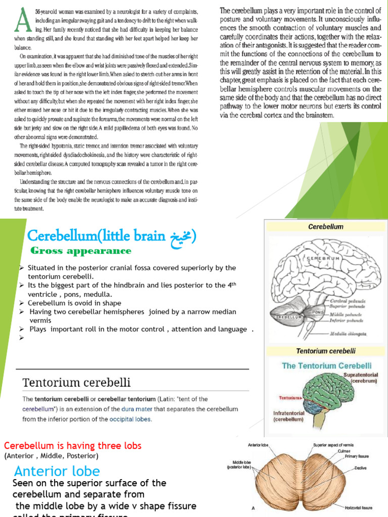 Cerebellum | PDF