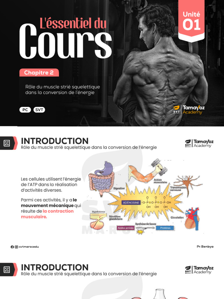 Axe 1 - Chapitre 2 - Unité 1 (Rôle Du Muscle Strié Squelettique Dans La Conversion de L'énergie ...