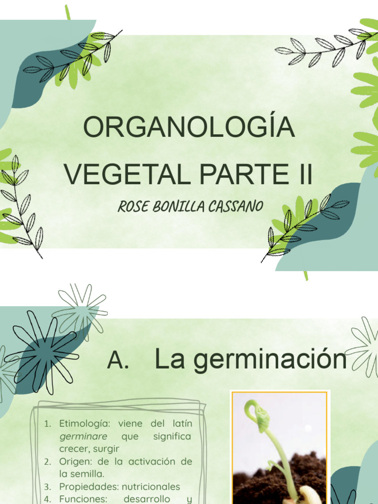 ORGANOLOGIA VEGETAL PARTE II | PDF