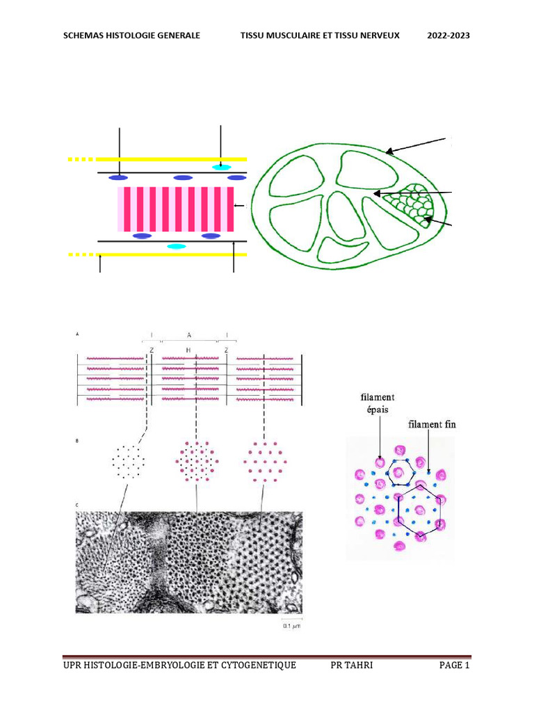 8 - Polycope Schémas TN TM | PDF