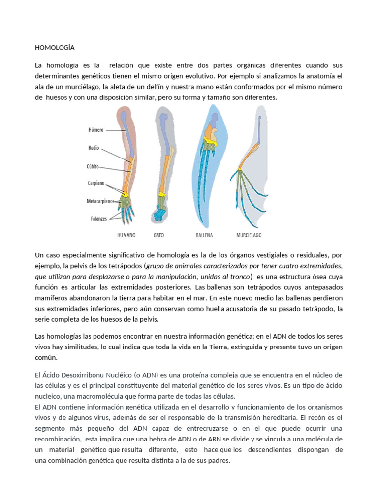 Homologiá Evolucion | PDF