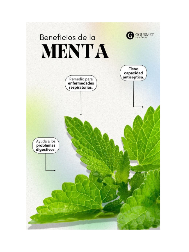 Menta 1 | PDF