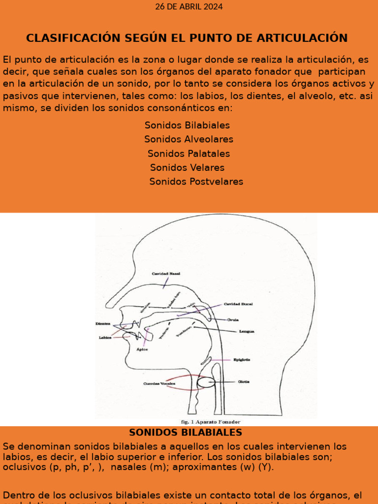 Punto de Articulacion de Sonidos Bilabiales | PDF