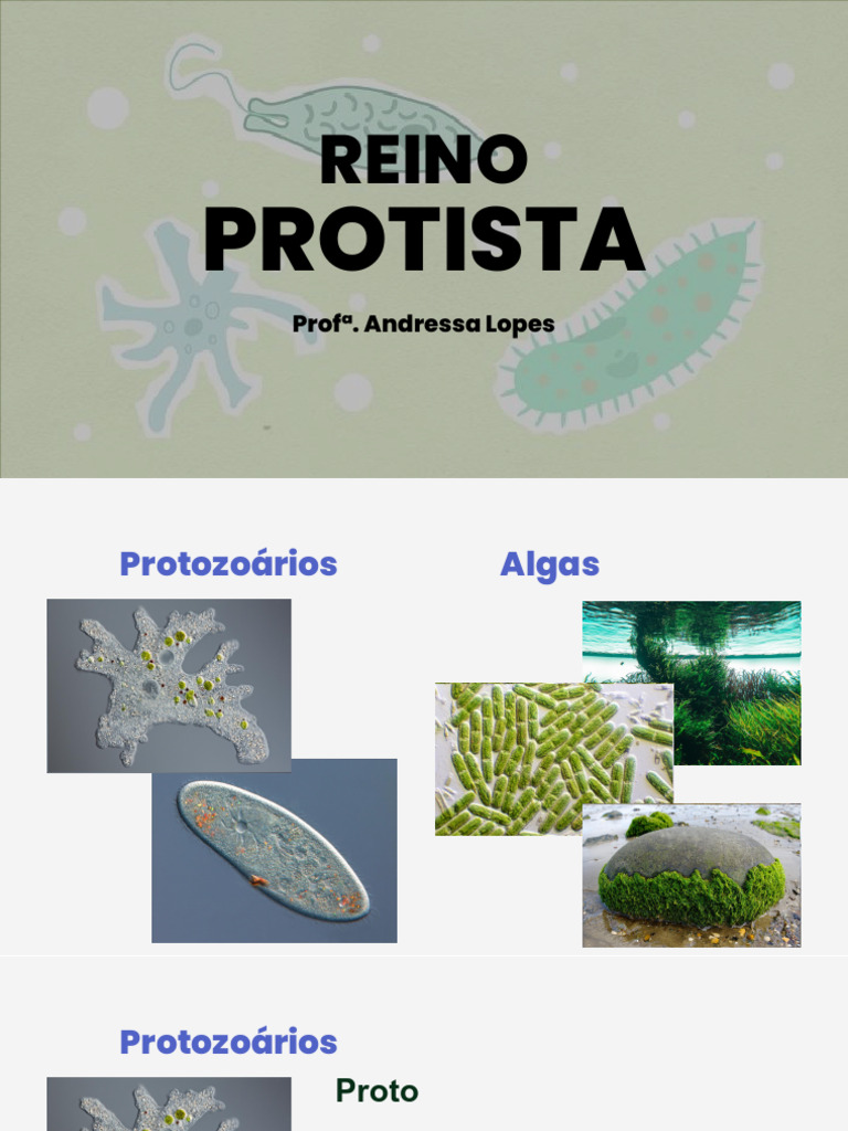 Reino protista 1 | PDF