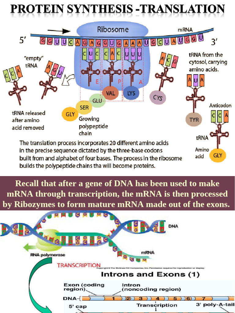 Protein Synthesis -Translation | PDF