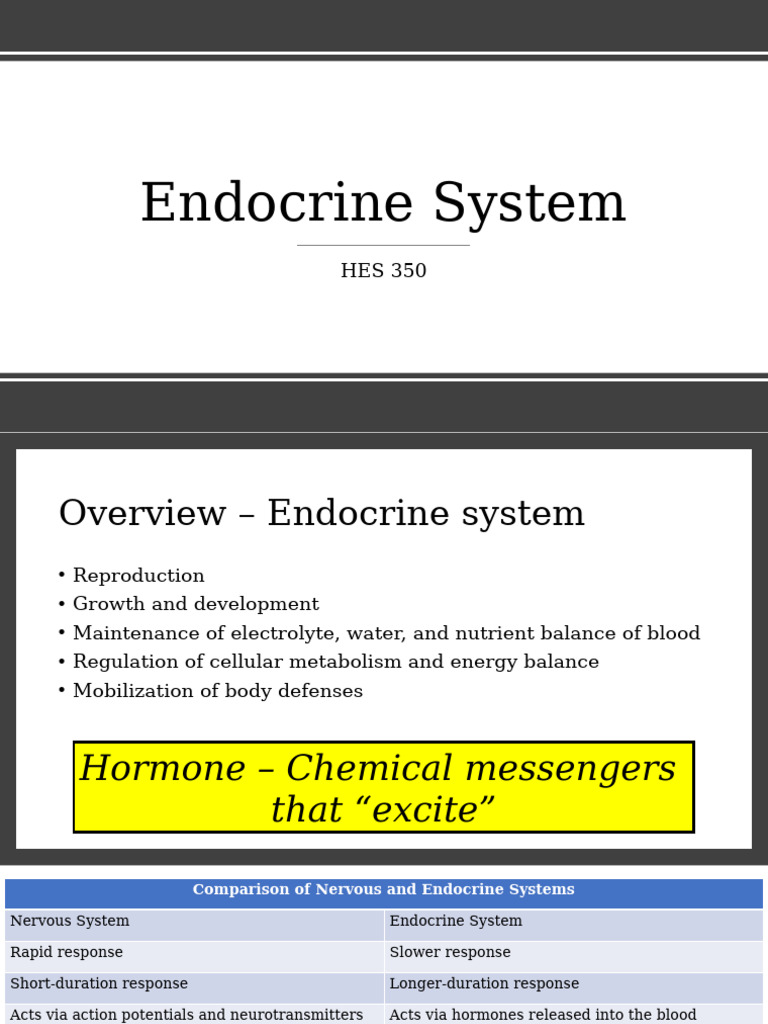Endocrine System Lecture | PDF