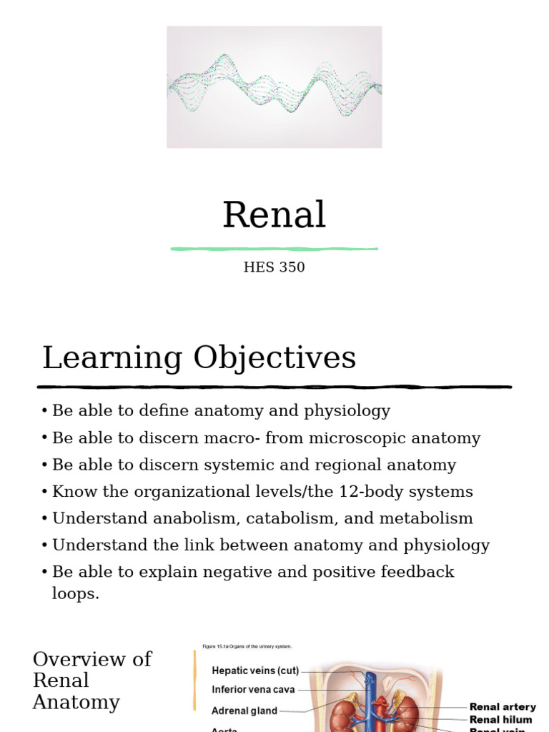 Renal - Human Physiology | PDF