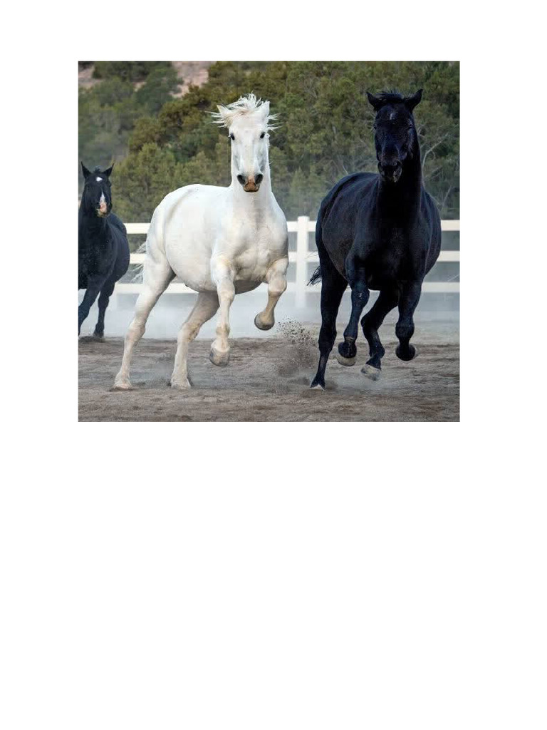caballos | PDF
