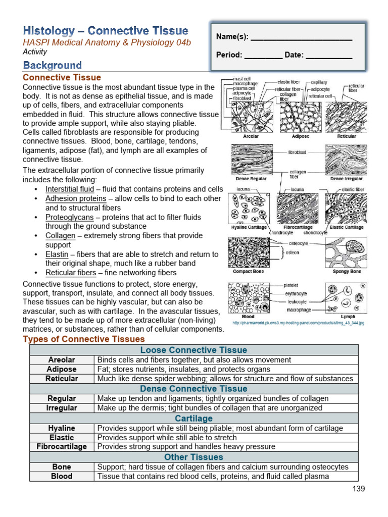 Histology Connective Tissue Haspi Answers - 1 | PDF