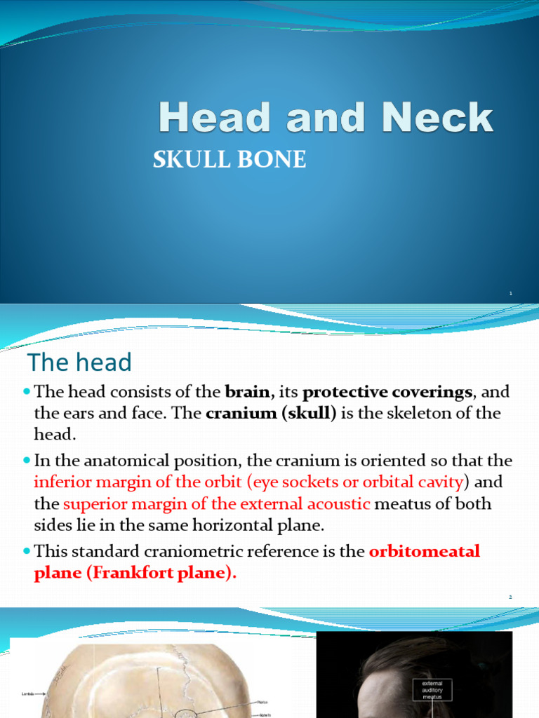Gross Anat (h&n) 2; Skull Bone | PDF