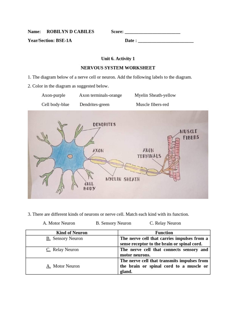 anaphy activity 6 | PDF