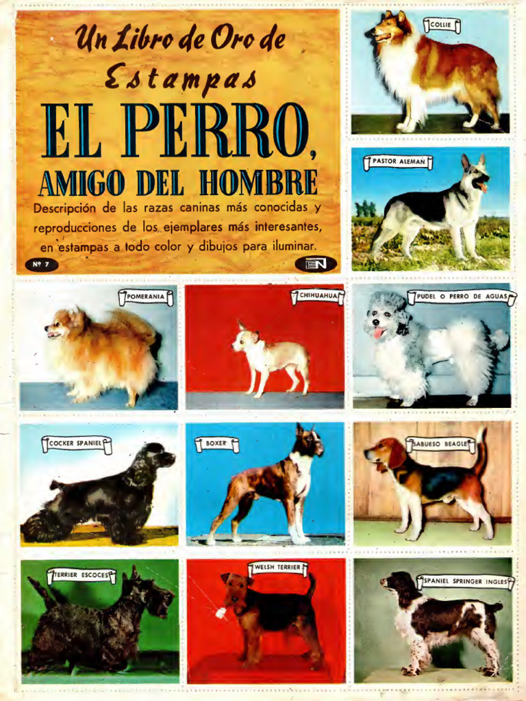 7 Un Libro de Oro de Estampas #07-08 El Perro, amigo del hombre - Doble ...