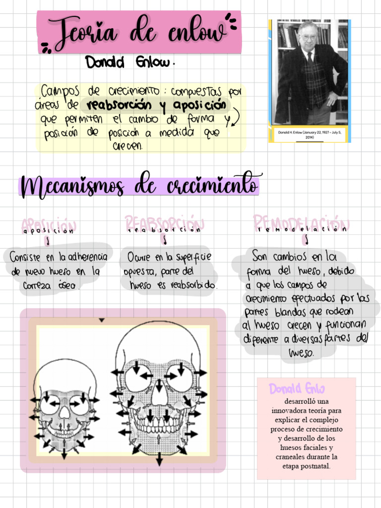 Teoría de Enlow sobre crecimiento óseo | PDF | Hueso | Cráneo