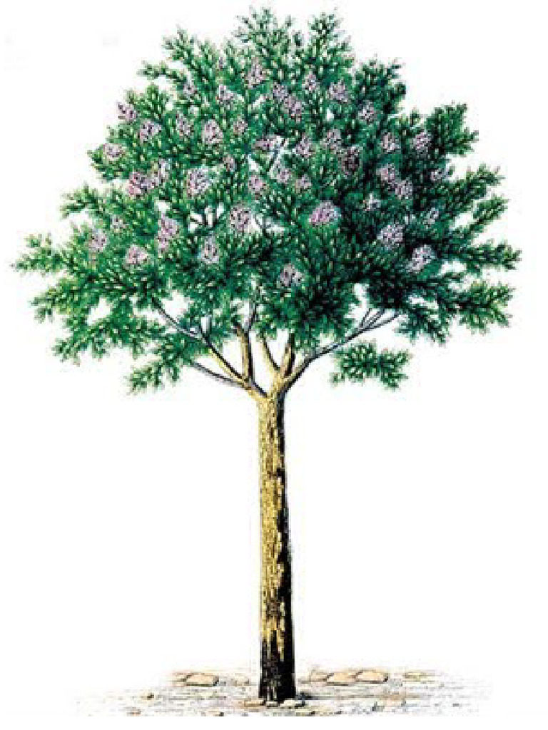 Arbol de La Quina | PDF