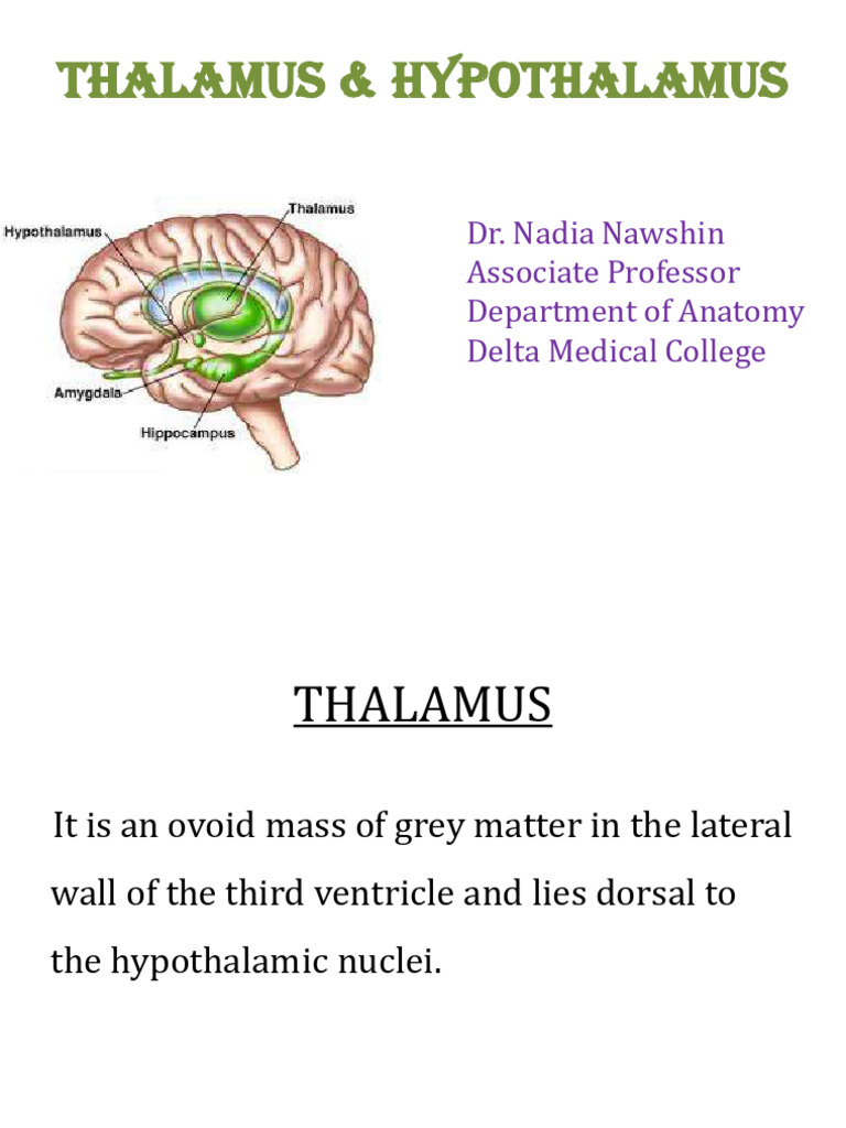 Thalamus & Hypothalamus | PDF