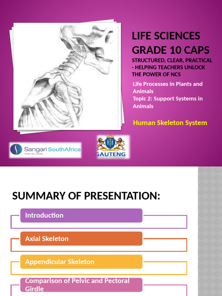 PP12. Human Skeleton | PDF