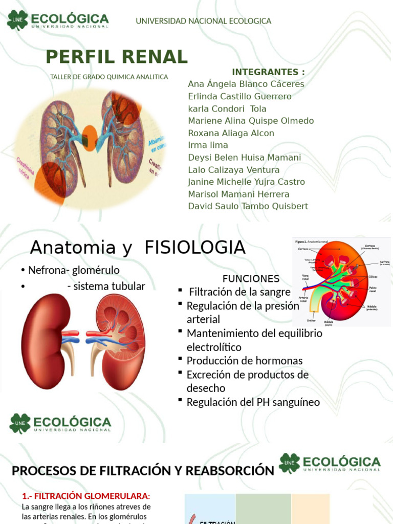 Perfil Renal Presenta. Ultimo | PDF
