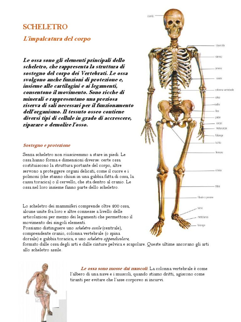 SCHELETRO | PDF