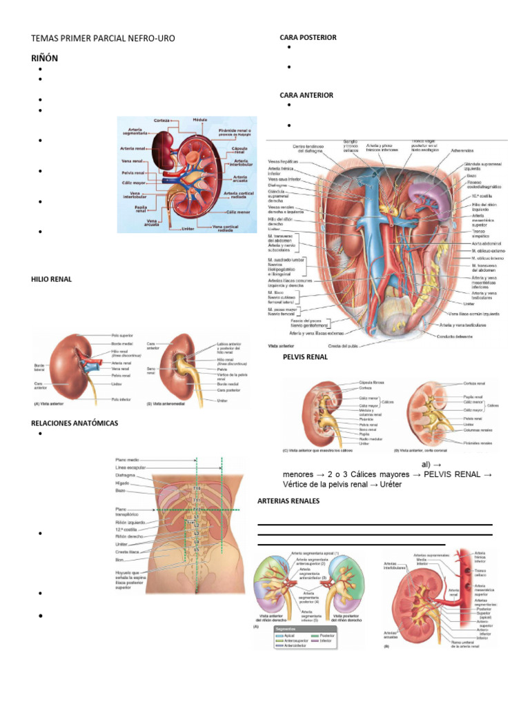 Temas Primer Parcial Nefro | PDF | Riñón | Abdomen