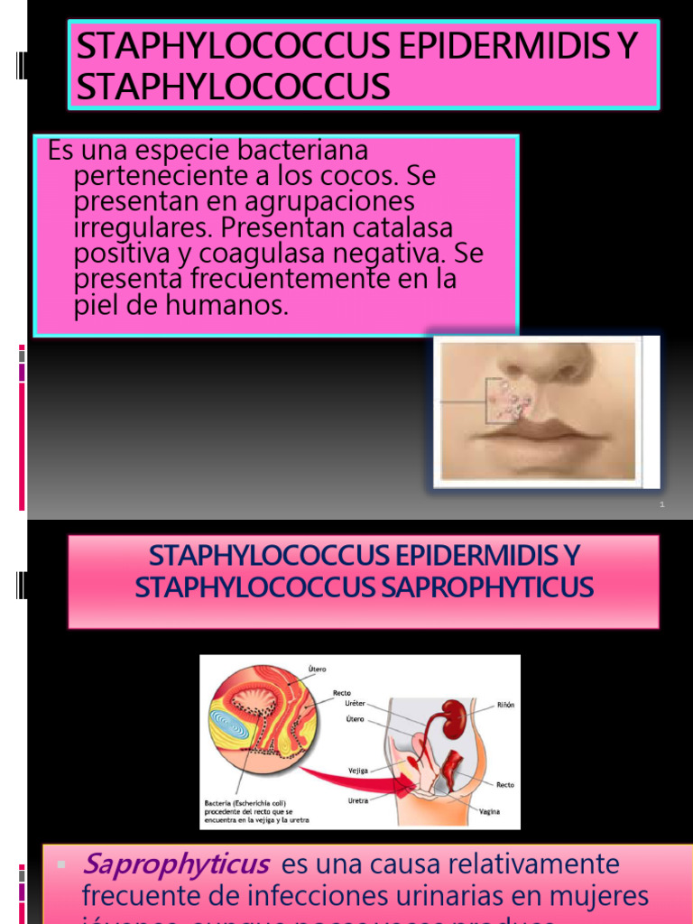 Estafilococos 2024 | PDF