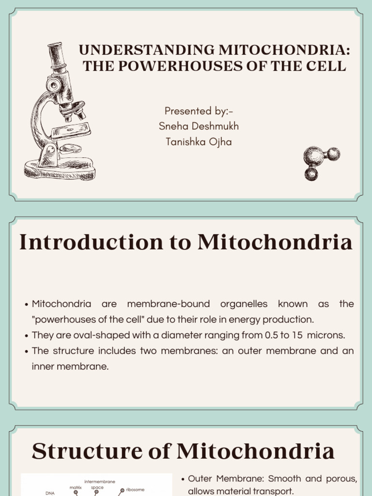 Mitochondria Presentation | PDF