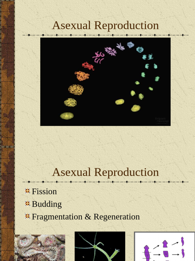 Asexual Reproduction | PDF