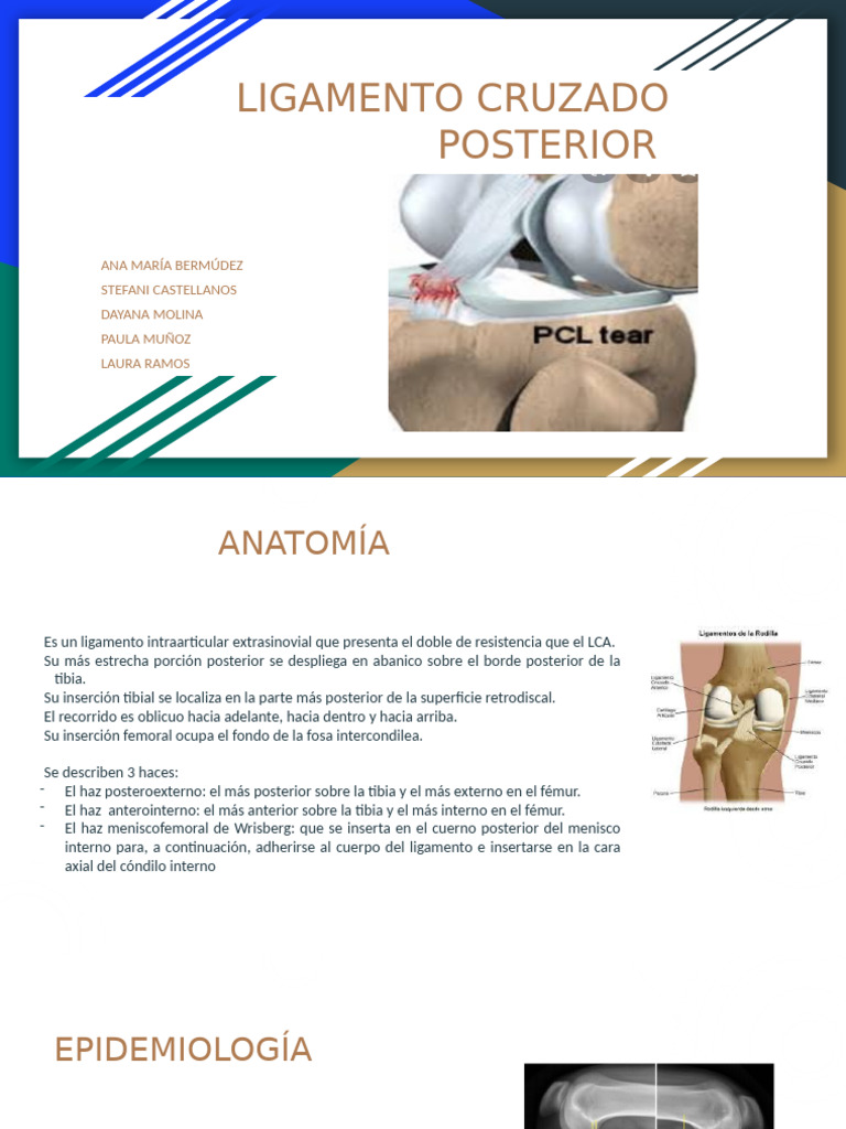 Ligamento Cruzado Posterior | PDF