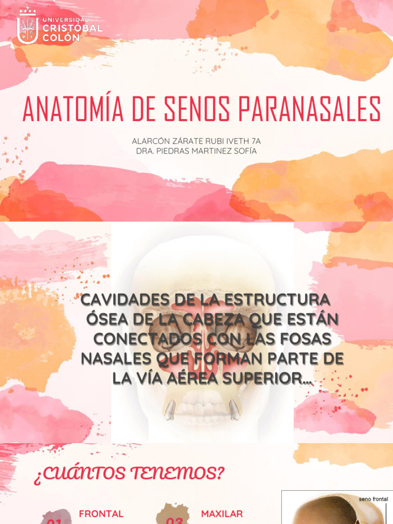 Anatomia de Senos Paranasales | PDF | Rasgos faciales | Cara