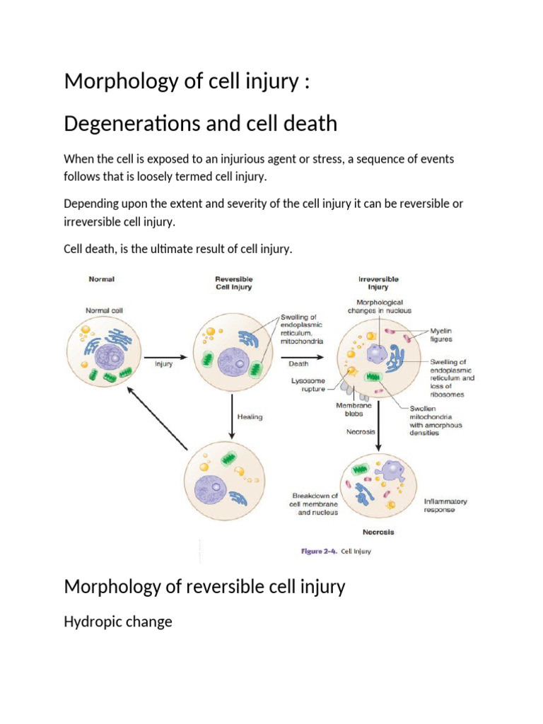 Morphology of Cell Injury | PDF