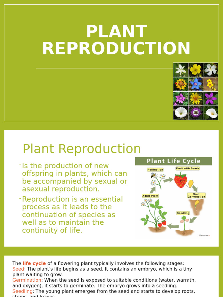 PLANT-REPRODUCTION-Revised | PDF