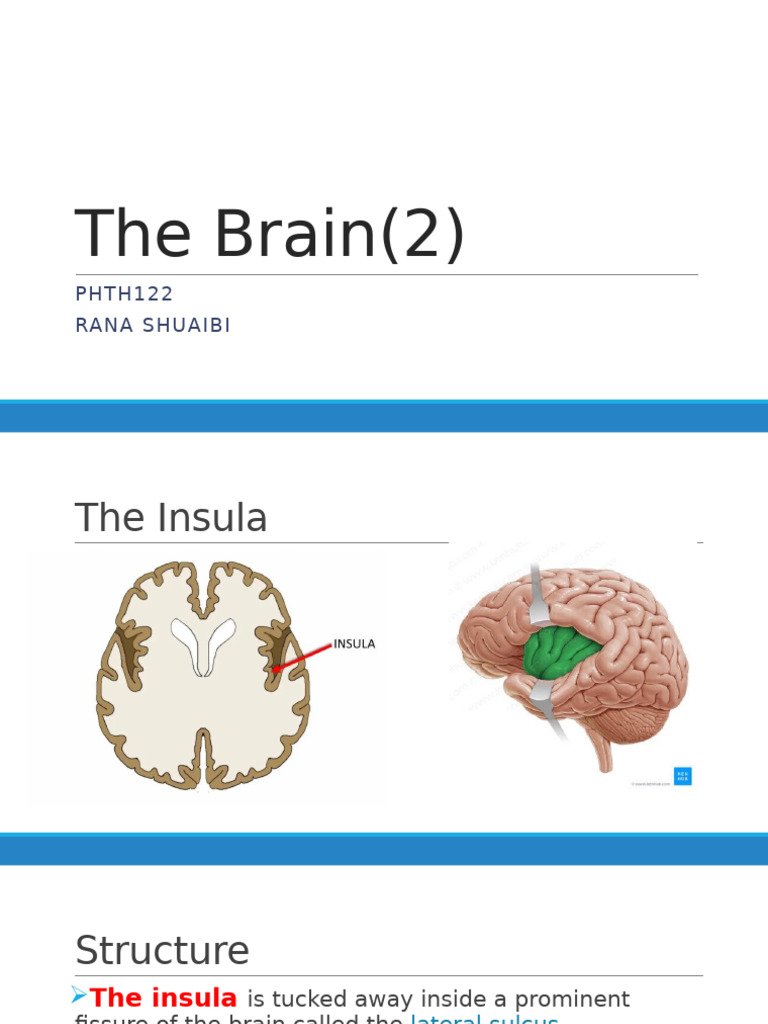 The Brain | PDF