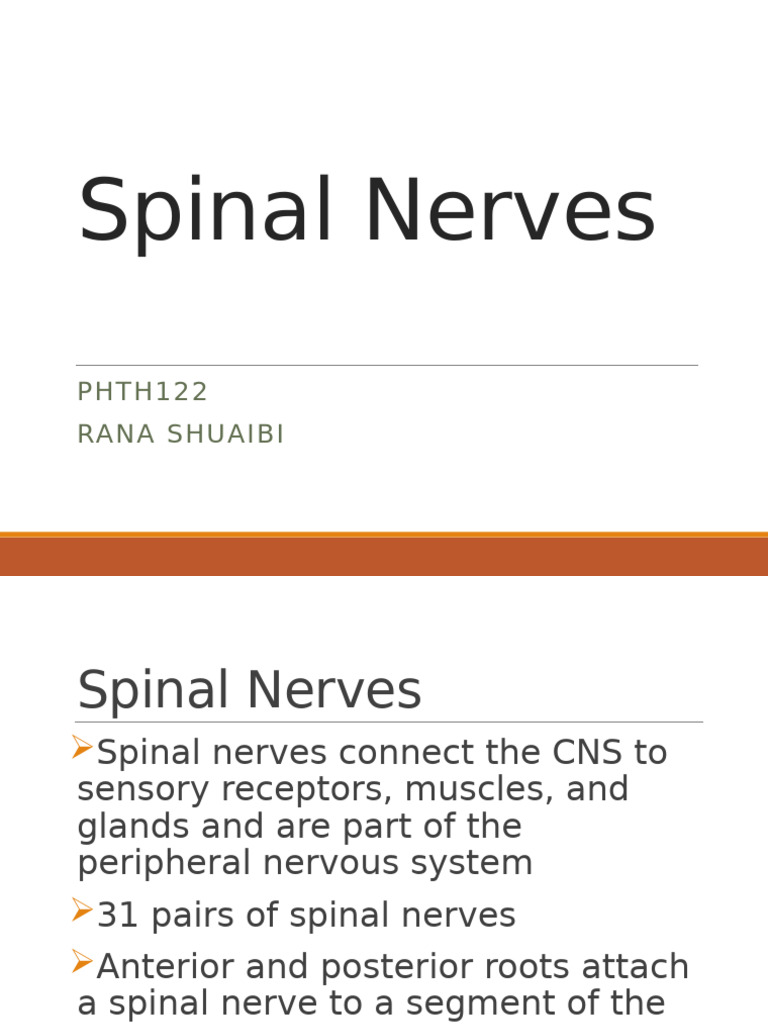 Spinal Nerves | PDF