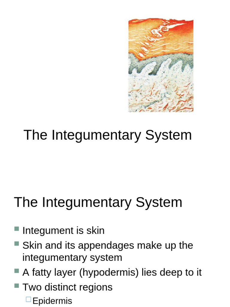 The Integumentary System | PDF