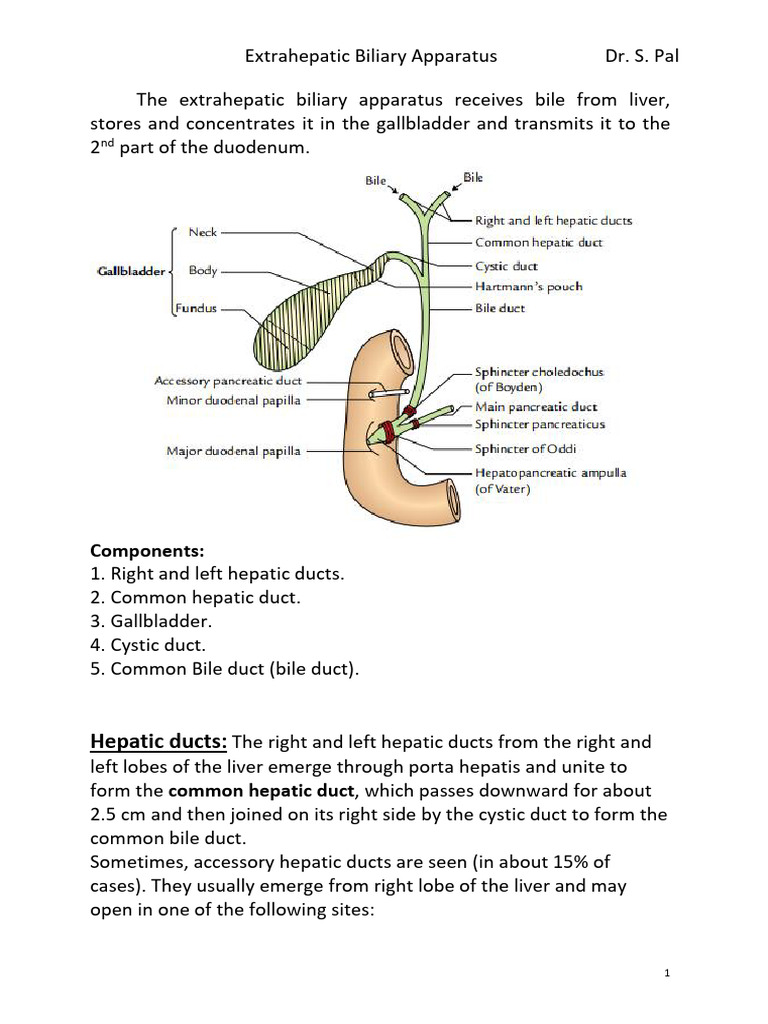 Extrahepatic Biliary Apparatus | PDF