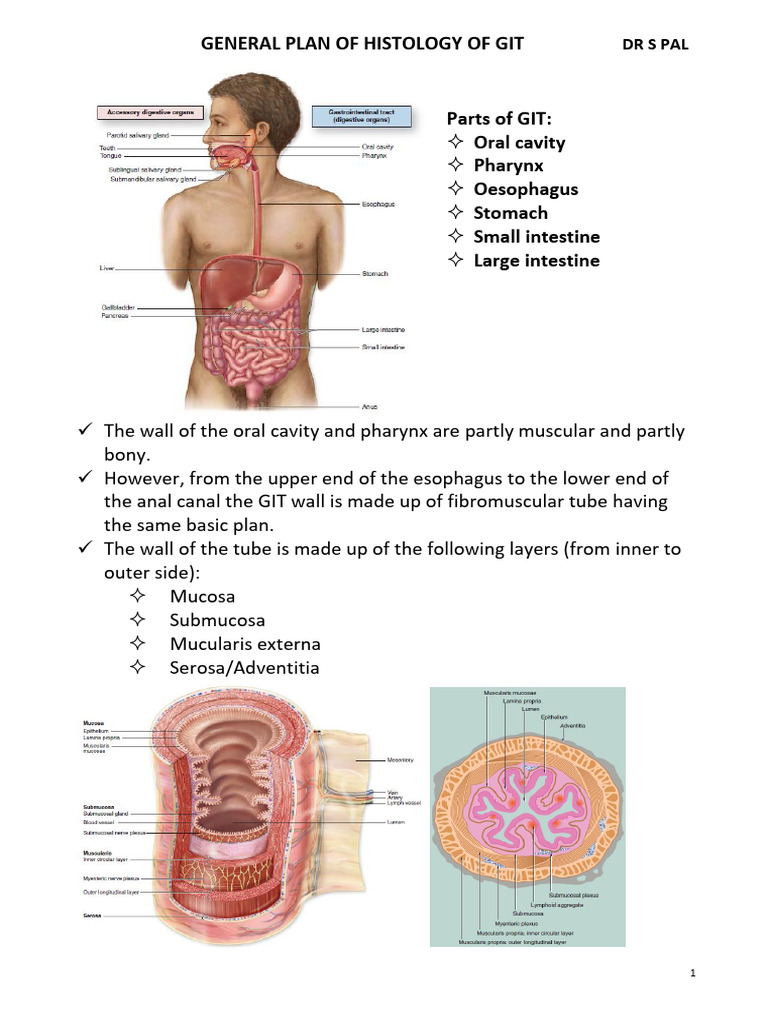 GIT Histology | PDF