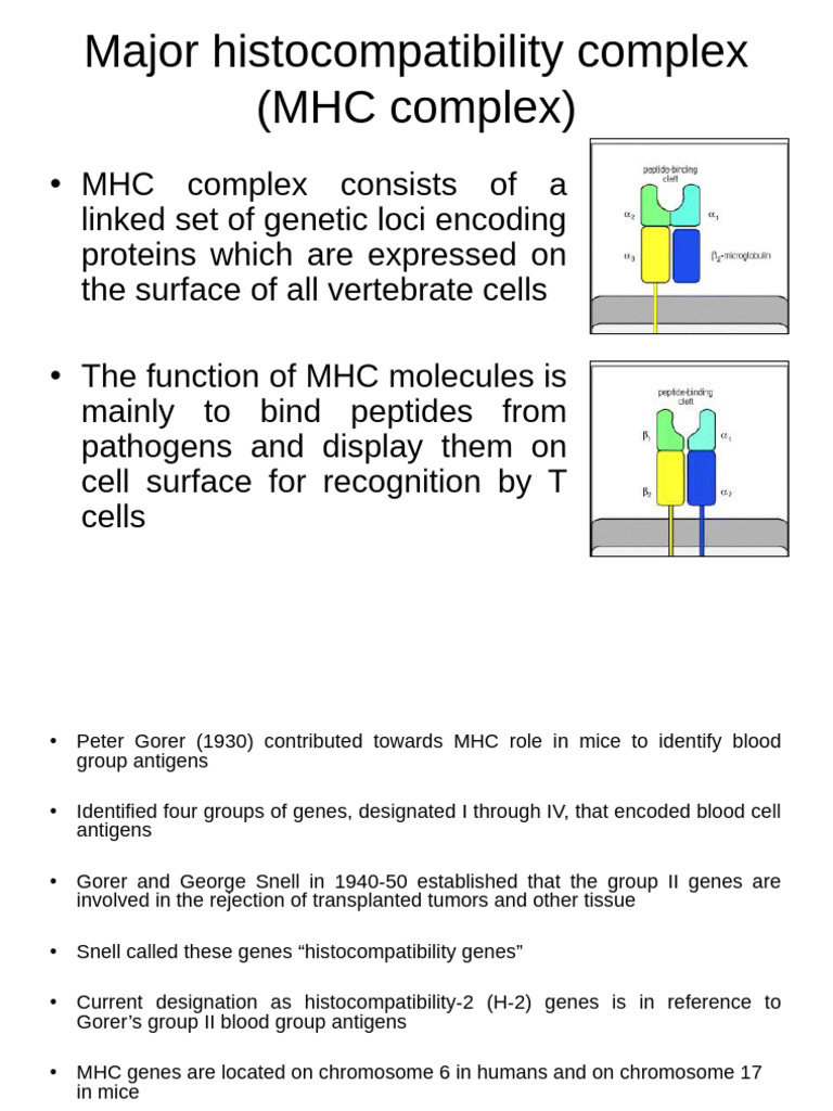 MHC Complex | PDF