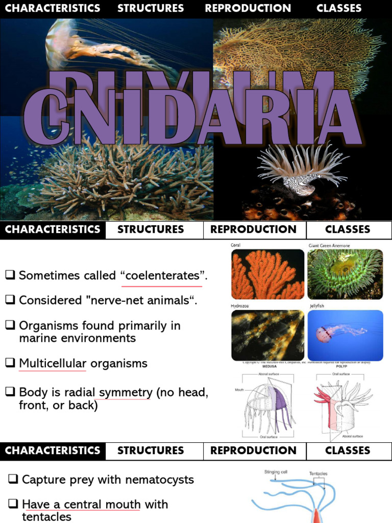 CNIDARIA | PDF