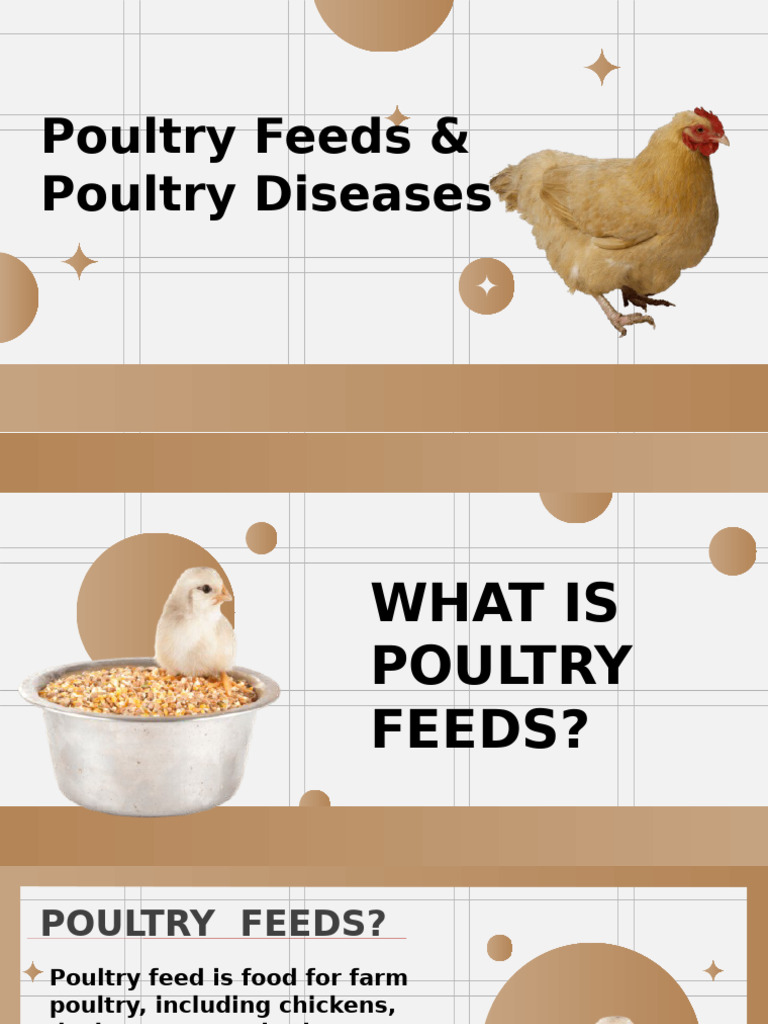 9-Poultry-Feeds-and-Poultry-Diseases (Final) | PDF