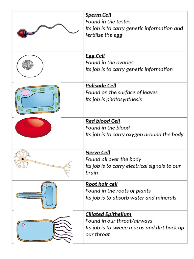 Specialised Cell Card Sort | PDF