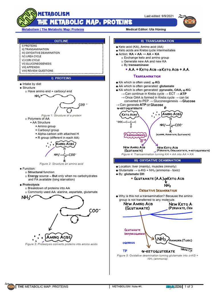 The Metabolic Map- Proteins (2) atf | PDF