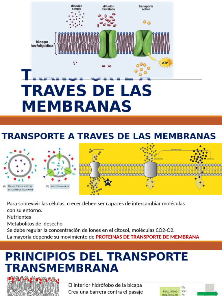 12 Transporte A Traves de Las Membranas | PDF