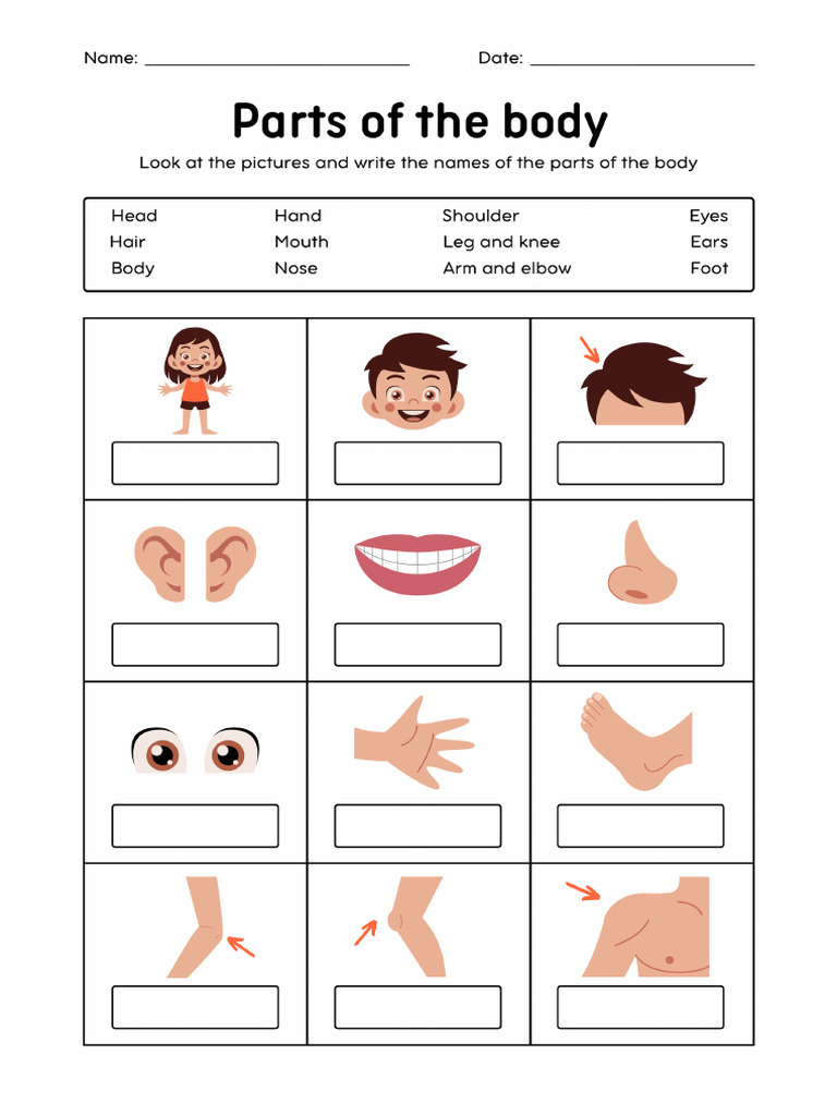 Kinder Parts of a Body Lesson | PDF