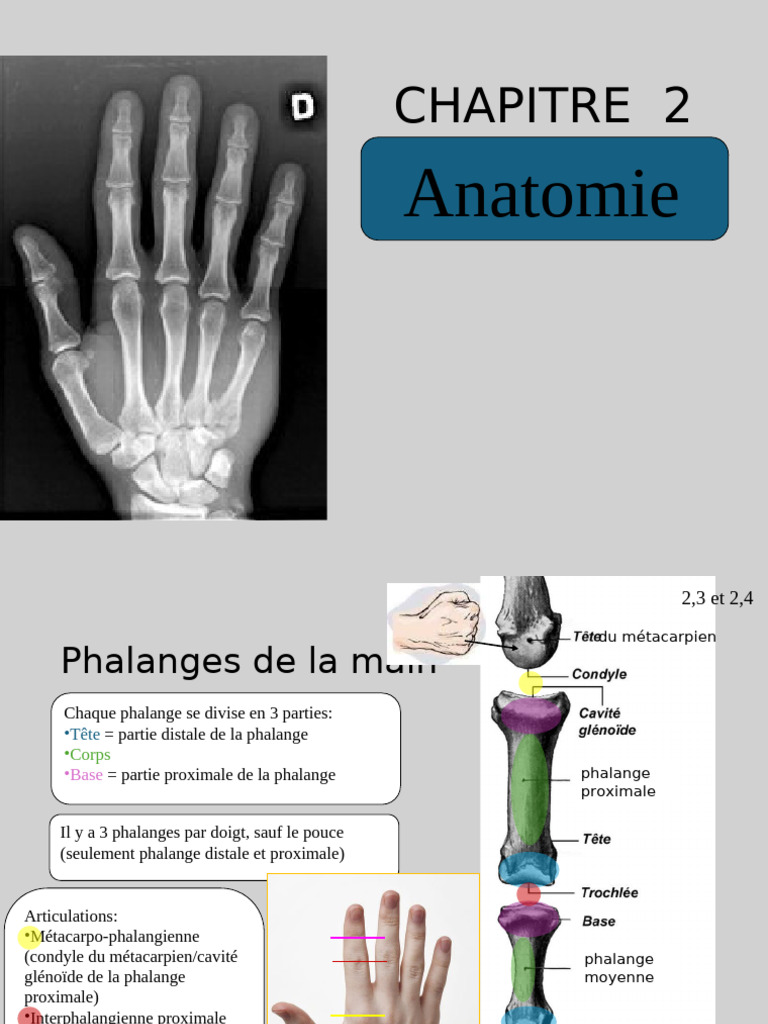 Anatomie Main | PDF