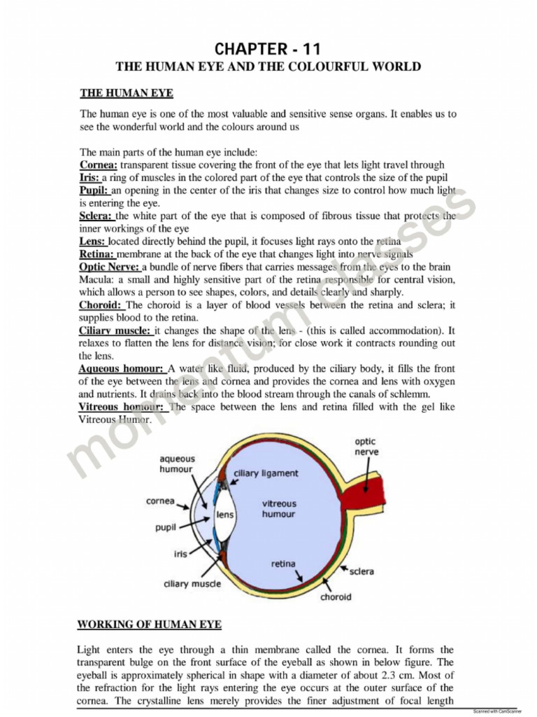 Human Eye | PDF