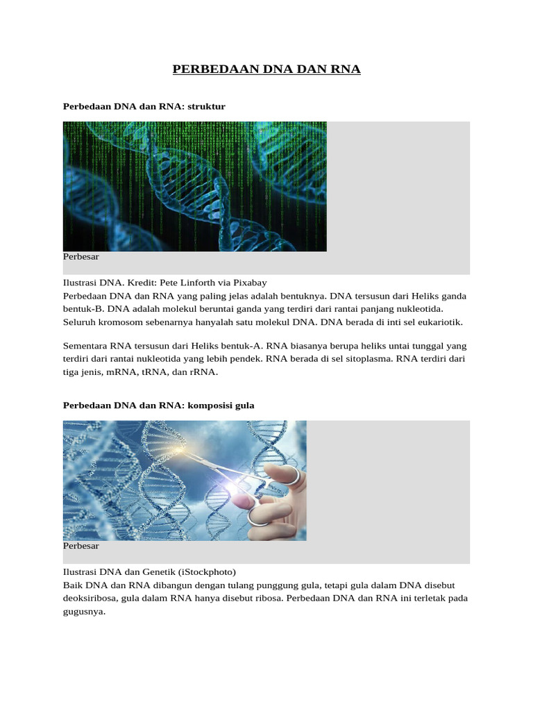 PERBEDAAN DNA DAN RNA | PDF PERBEDAAN DNA DAN RNA | PDF